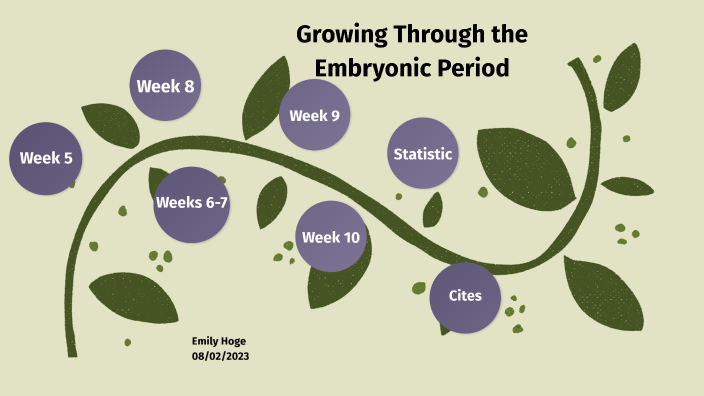 The Embryonic Period by E Hoge on Prezi