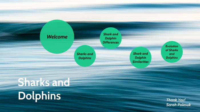 Shark and Dolphin Similarities and Differences (Along with Evolutionary ...