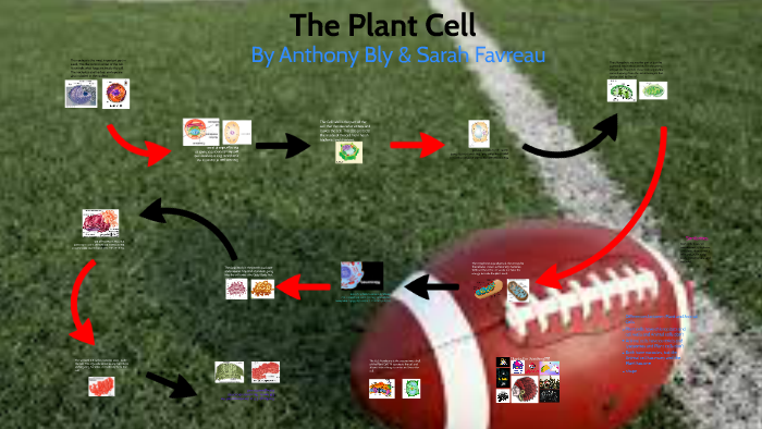 The Plant Cell by anthony bly on Prezi