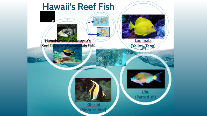 Hawaii Reef Fish by Morgan Rosenberg on Prezi