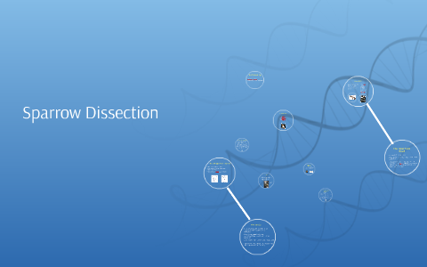 Sparrow Dissection by Sydney Roth on Prezi