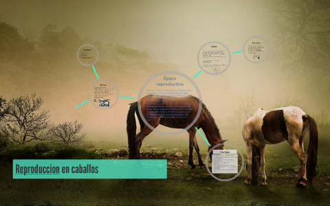 Reproduccion en caballos by Carlo Vazquez
