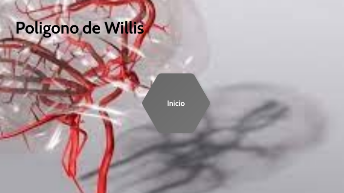 Polígono de Willis by Fabiola Gomara on Prezi