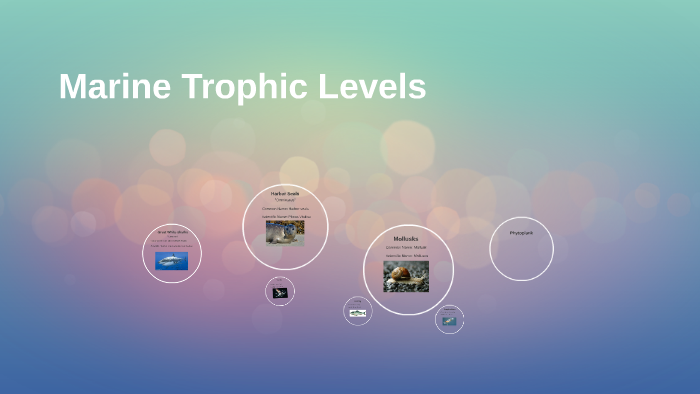 Marine Trophic Levels by Danielle Zarella on Prezi