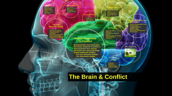 The Brain and Conflict by Ruhamah Bauman on Prezi