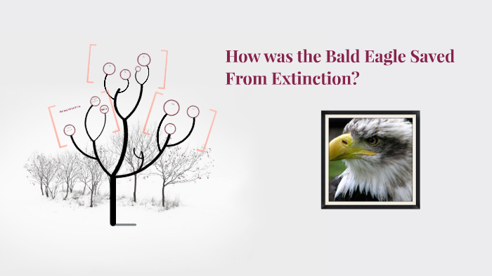 How was the Bald Eagle Saved From Extinction? by David Perez