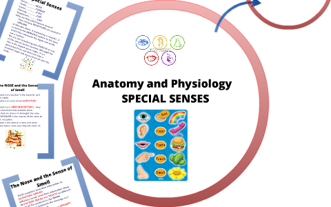 Anatomy and Physiology MAP4 - Lecture 9 SPECIAL SENSES by Diana D ...