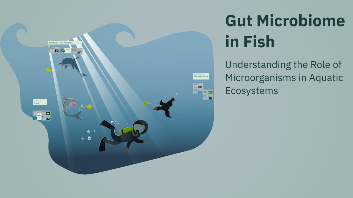 Gut Microbiome in Fish by Halley Deshler on Prezi
