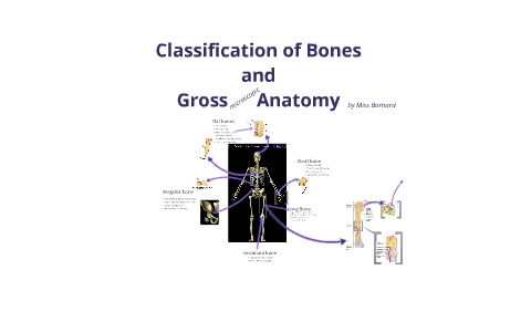 Classification of Bones, Gross, and Microscopic Anatomy by Chelsea ...