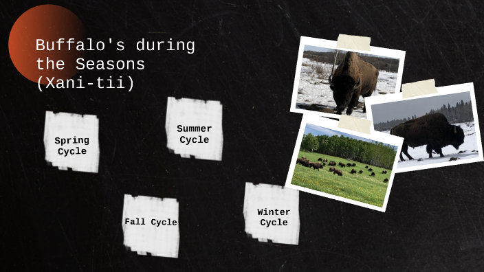 Buffalo Life Cycles by Trevon Whitney on Prezi
