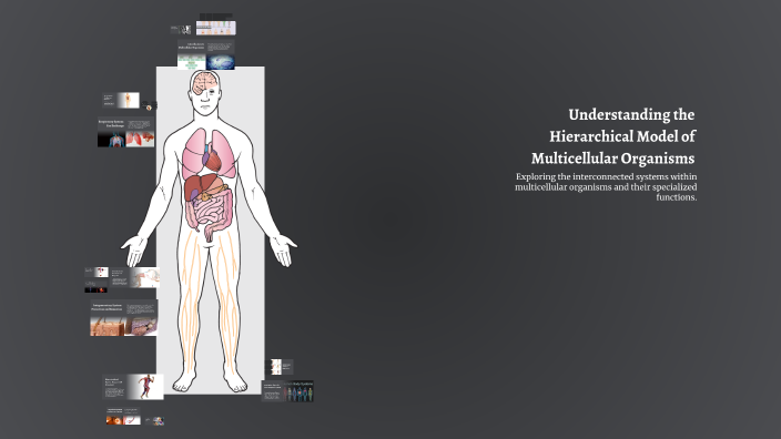 Understanding the Hierarchical Model of Multicellular Organisms by ...