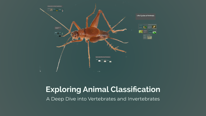 Exploring Animal Classification by morgan taylor on Prezi