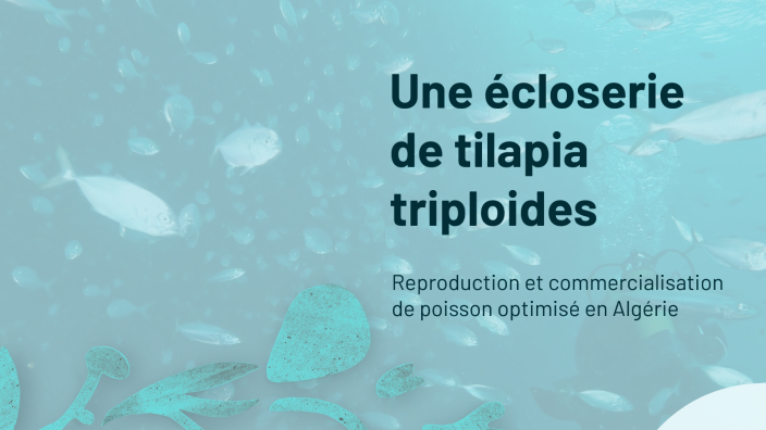Une écloserie de tilapia triploides by BOUMEDIENE Abderrahmane on Prezi