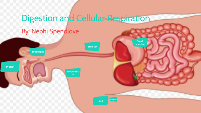 Digestion and Cell Respiration by Nephi Spendlove on Prezi