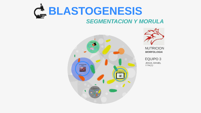 BLASTOGENESIS by Jesus Guerra on Prezi