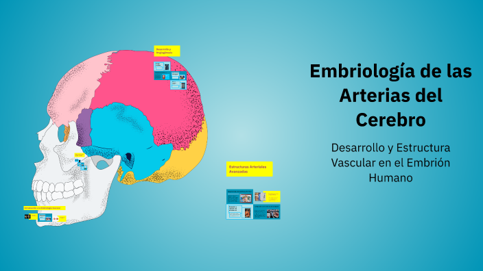 Embriología de las Arterias del Cerebro by geraldine duarte on Prezi
