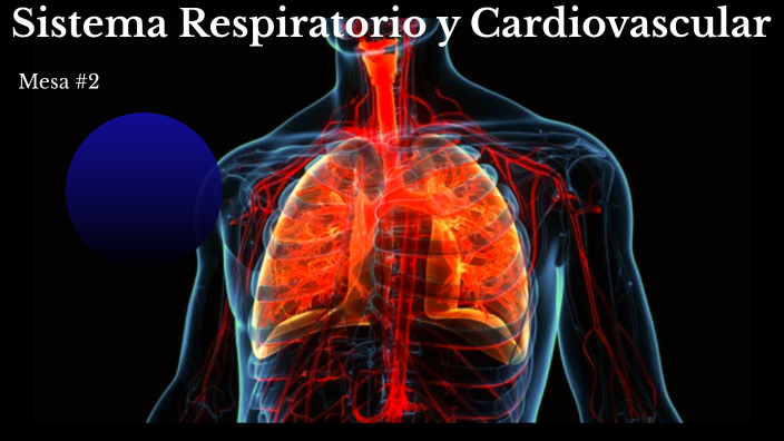 Sistema Respiratorio y Cardiovascular by Min Garcia on Prezi