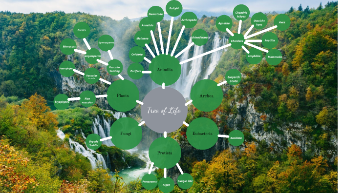 Tree of Life by Carter Sindelar on Prezi