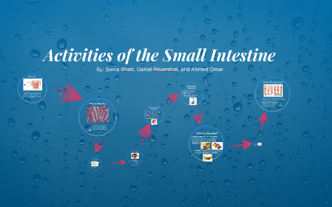 Activities of the Small Intestine by Sonia Bhatt on Prezi