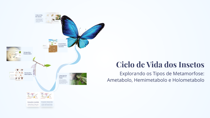 Ciclo de Vida dos Insetos by Eduarda Macedo on Prezi