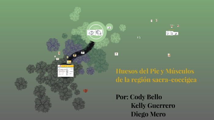 Huesos del Pie y Músculos de la región sacra-coccigea by Cody Bello on ...