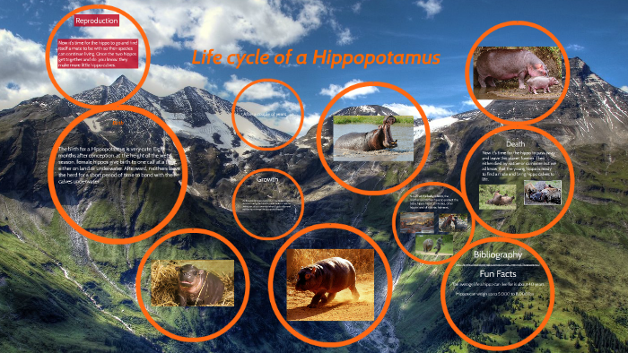 Life cycle of a Hippo by Amazing Tyson on Prezi