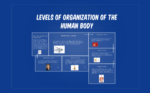Levels of organization of the human body by Dayna Neilson