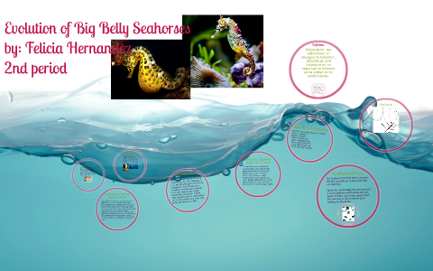 Evolution of Seahorses by Felicia Hernandez on Prezi