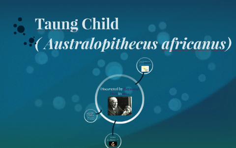 Taung Child ( Australopithecus africanus) by Abbey LeClair on Prezi