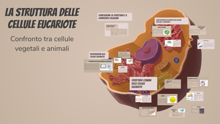 La struttura delle cellule eucariote by sabato caiazza on Prezi