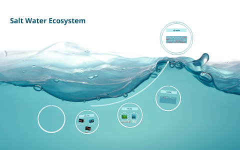 Salt Water Ecosystem by Kelley Schemmel on Prezi
