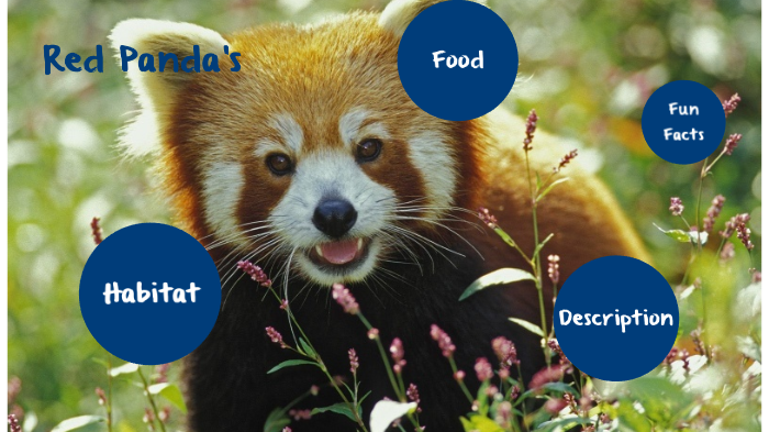 Red Pandas by Ava Ramo on Prezi