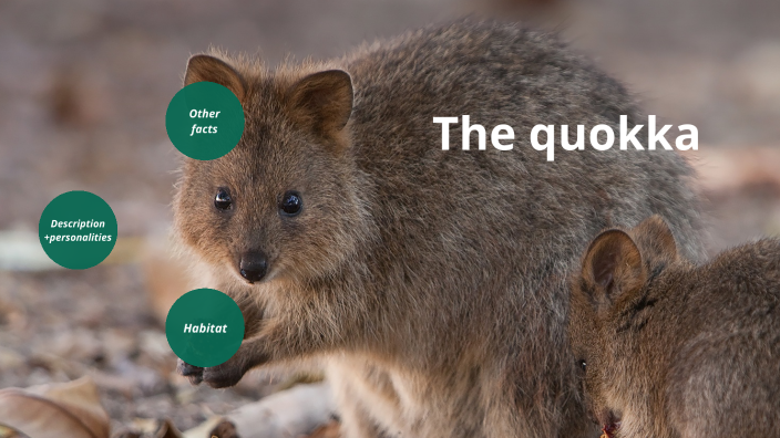 Quokka by Nathan Mortier on Prezi
