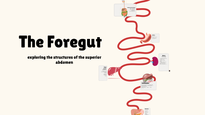 Structures of the Foregut by Andrea Robertson on Prezi