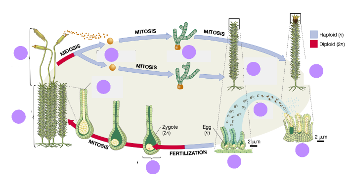 moss life cycle by Hailey Cannon on Prezi