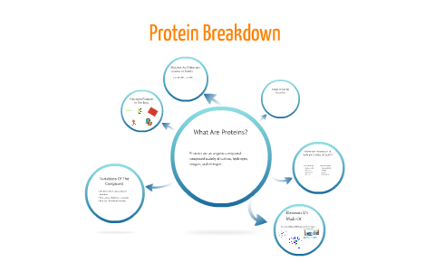 Protein Breakdown by on Prezi