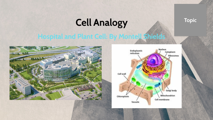 Cell Analogy: Hospital to plant cell by Montell Shields on Prezi