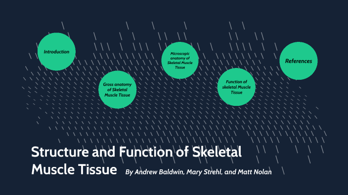 Structure and Function of Skeletal Muscle Tissue by Matthew Nolan on Prezi