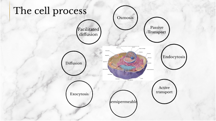 The cell process by Mackenzie McDowell on Prezi