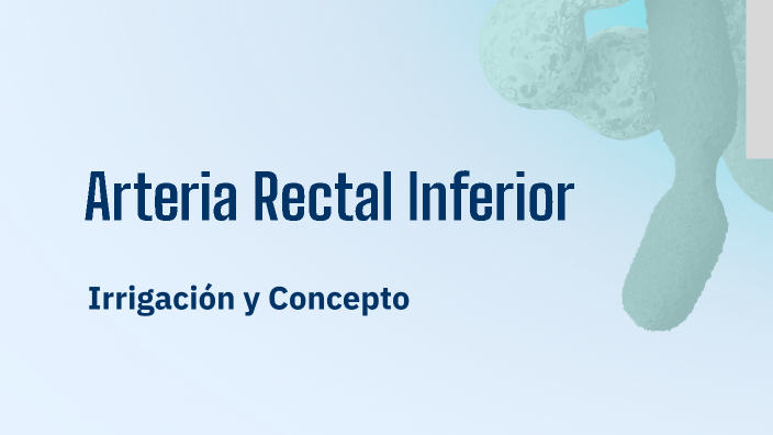 Arteria Rectal Inferior by MARLENY CONTRERASPAUCCAR on Prezi