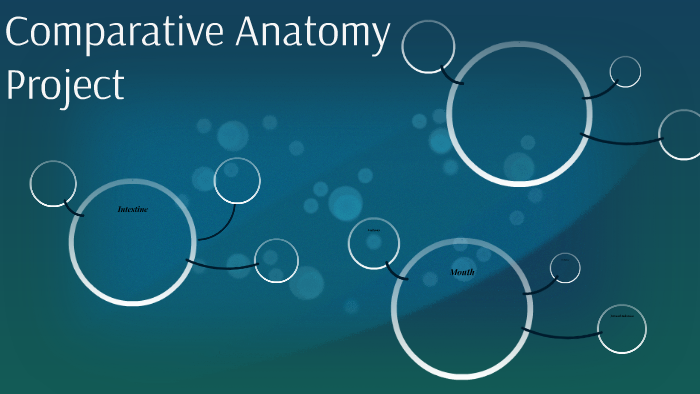 Comparative Anatomy Project by Carter Townsend on Prezi