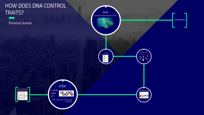 DNA FLOW CHART by veronica santos