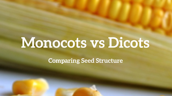 Monocots vs Dicots by Rachel Sebesta on Prezi