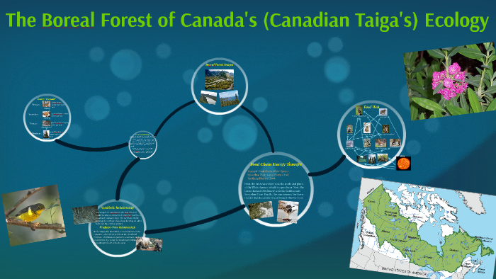 The Boreal Forest's Ecology by Pritam Kanthala on Prezi