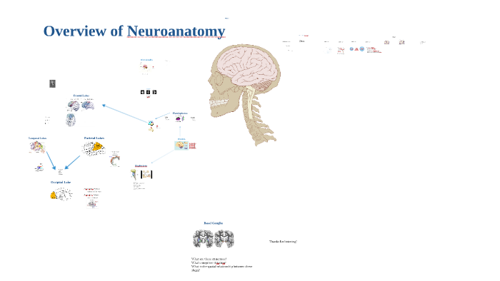 Overview Of Neuroanatomy By Patrick Riordan On Prezi