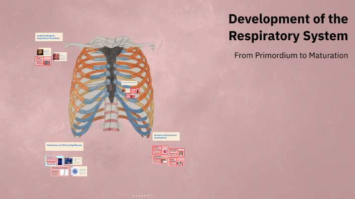 Development of the Respiratory System by Tcub on Prezi