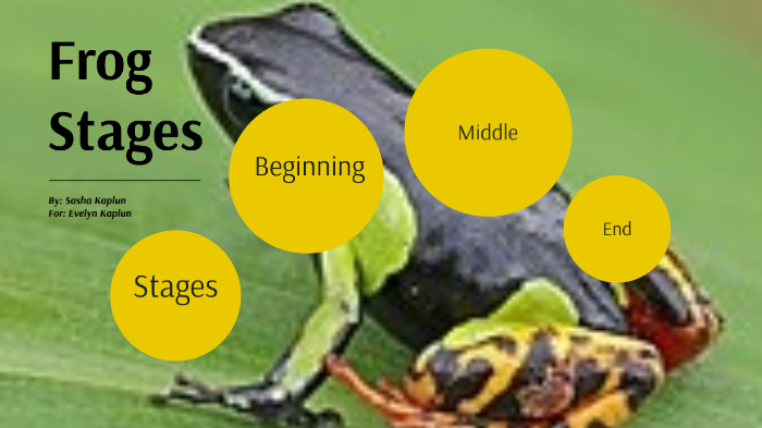 Stages of Frog growth by Sasha Kaplun on Prezi