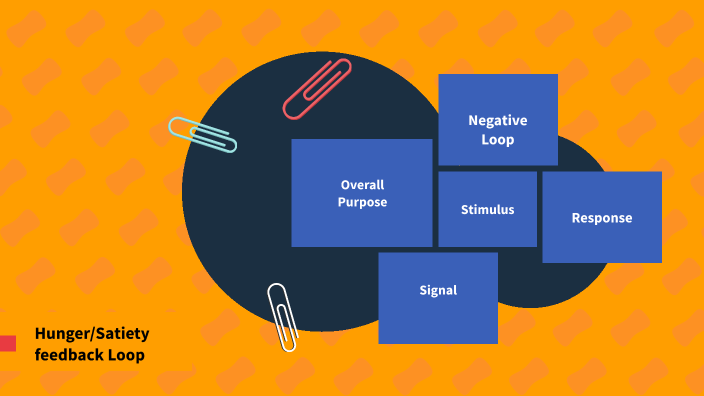 Hunger/Satiety Feedback Loop by Emma Brown on Prezi
