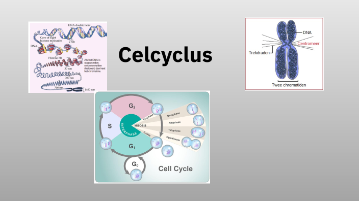 Celcyclus by Ilse Eikenaar on Prezi