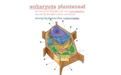 plantencel - celorganellen by Jonas Dreesen on Prezi